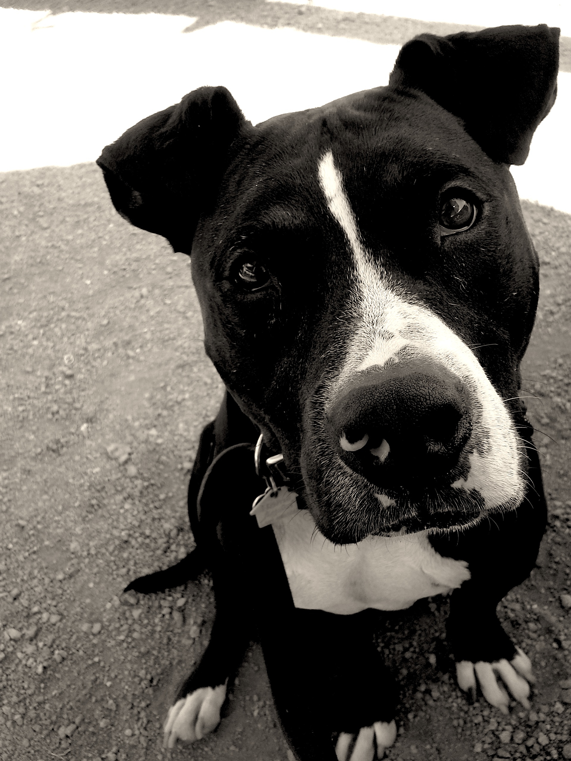 About Baroo Pet Services, LLC | Baroo